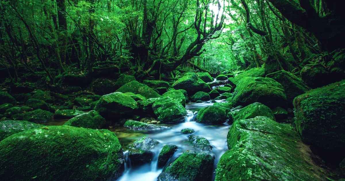 The Best Hiking Trails in Japan: From Fuji to Hidden Forests | GaiaGazer